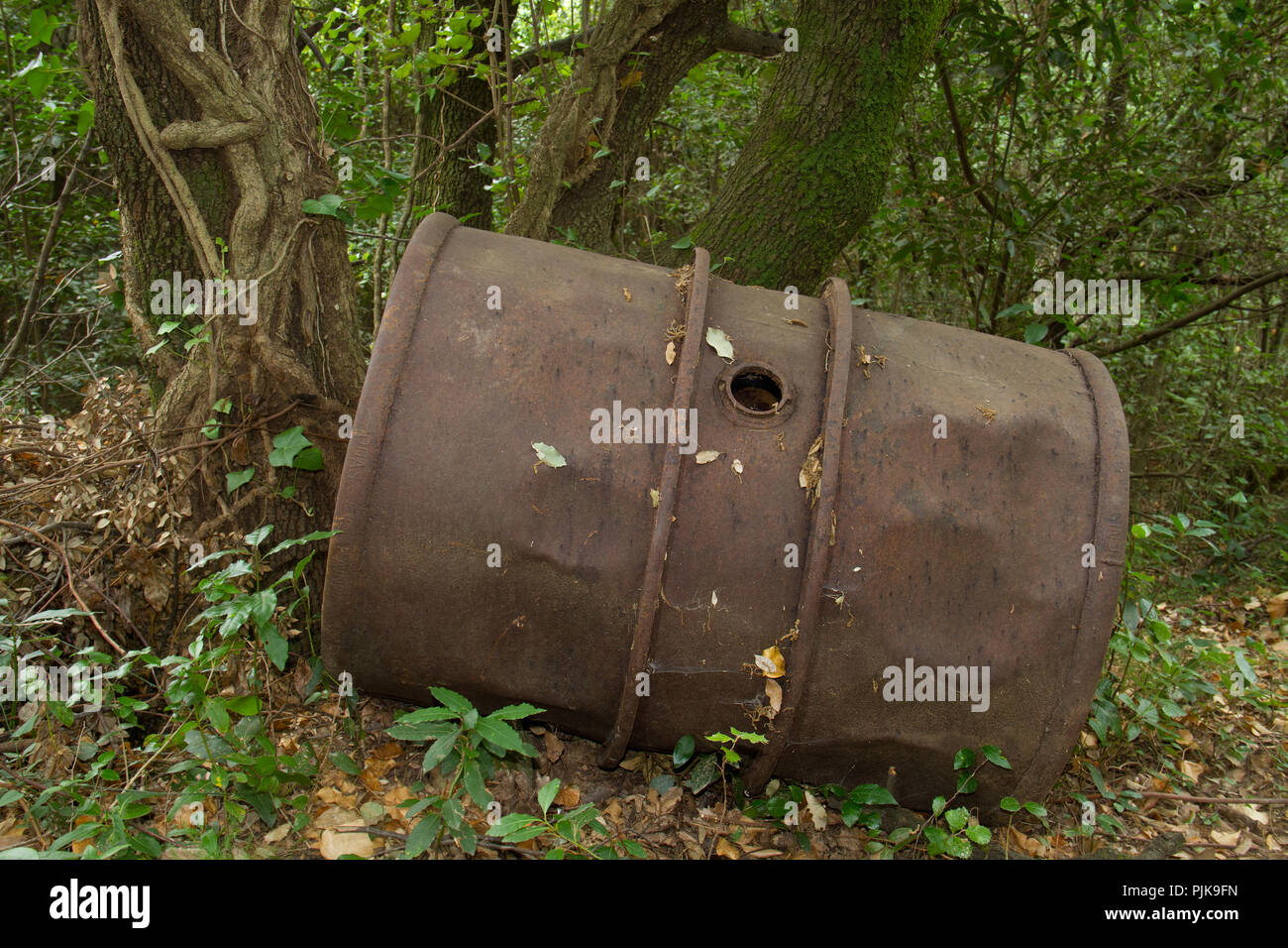 Rusty barrel, dumped a long time ago in a forest Stock Photo - Alamy