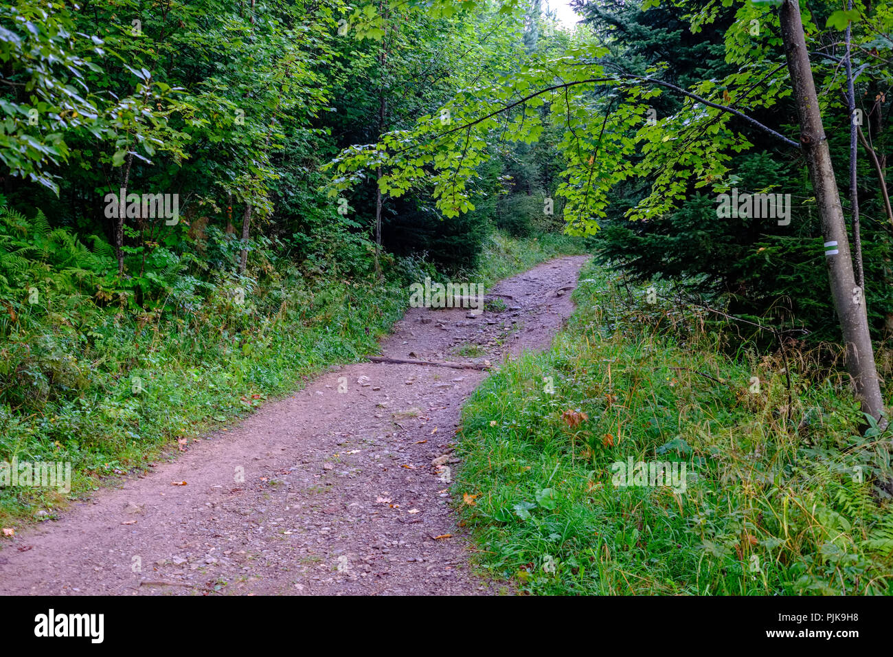 simple country gravel road in summer at countryside forest with trees ...