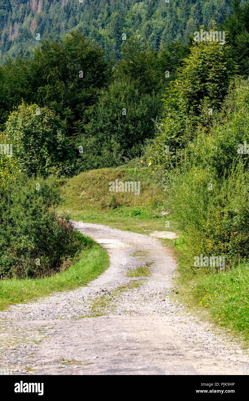 simple country gravel road in summer at countryside forest with trees ...