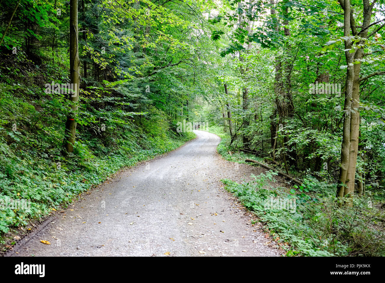 simple country gravel road in summer at countryside forest with trees ...