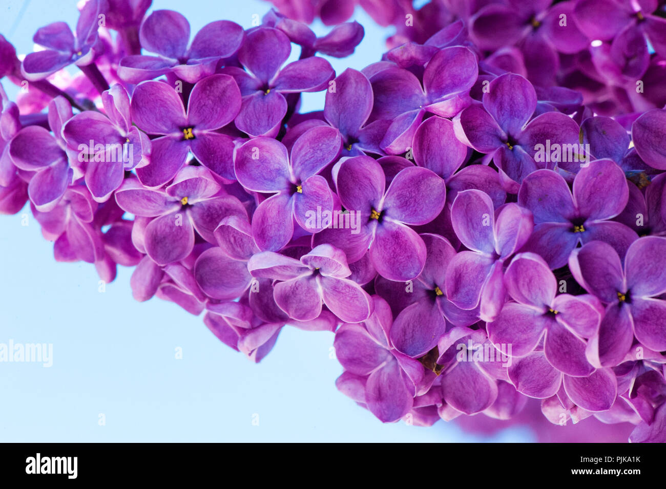Spring natural background with lilac Stock Photo - Alamy