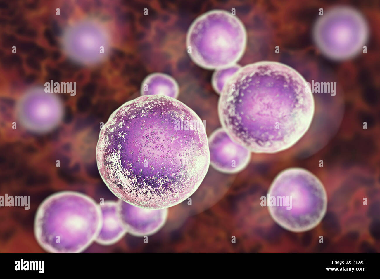 Human embryonic stem cells, computer illustration Stock Photo - Alamy