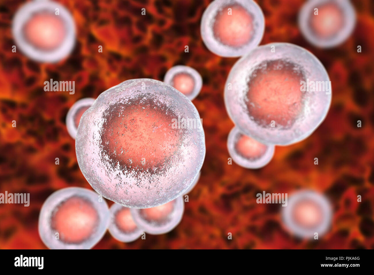 Human Embryonic Stem Cell