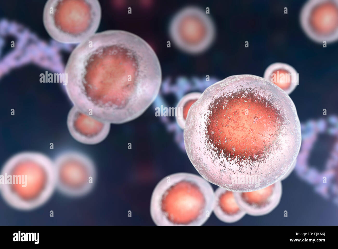 Human embryonic stem cells, computer illustration Stock Photo - Alamy
