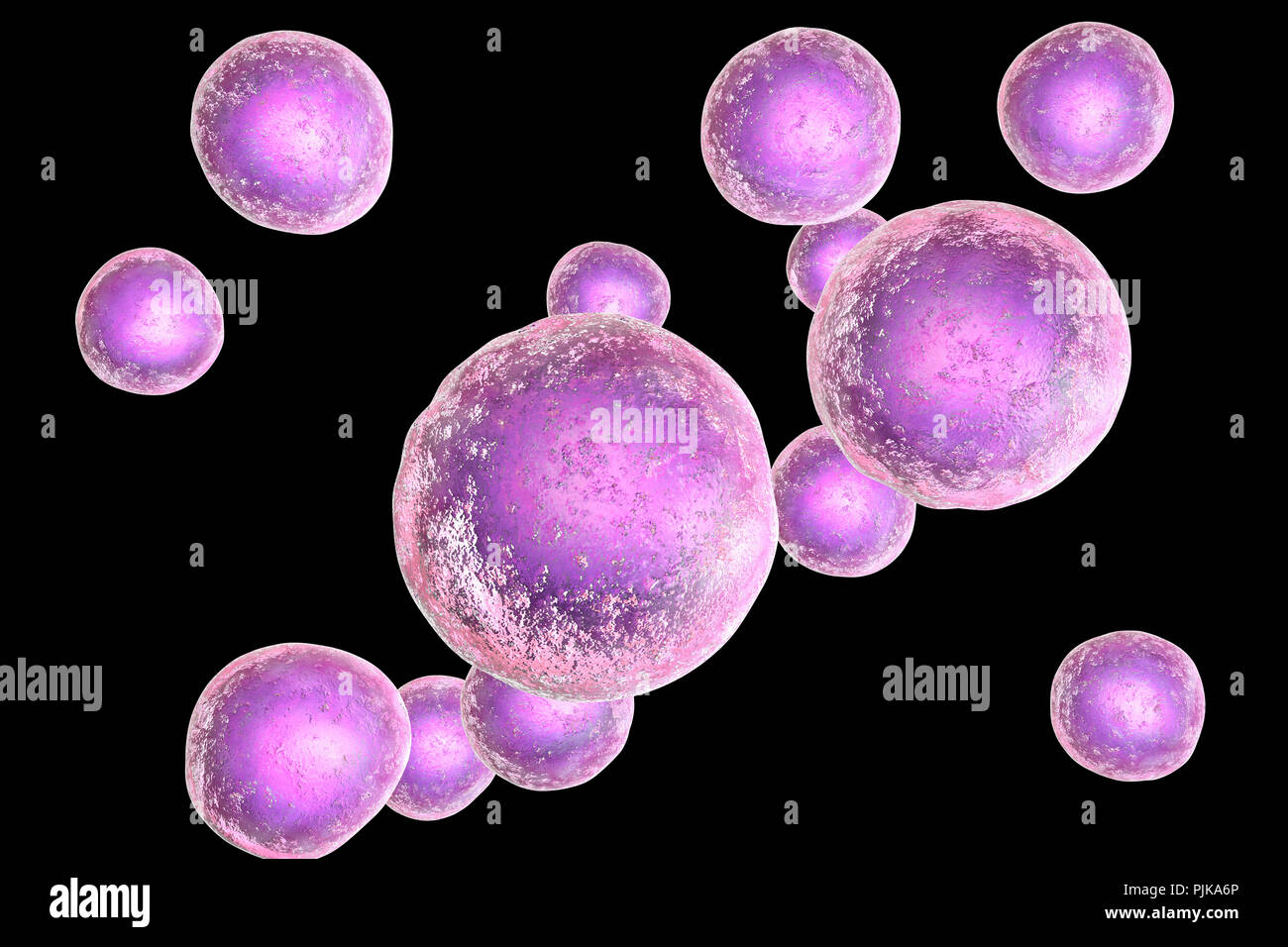 Human embryonic stem cells, computer illustration Stock Photo - Alamy