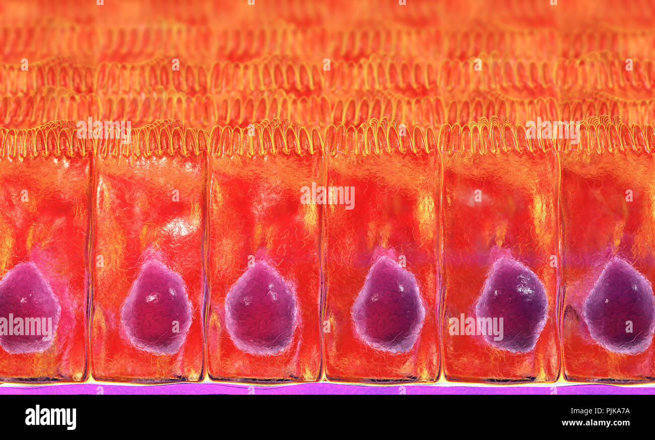 Columnar epithelium hi-res stock photography and images - Alamy