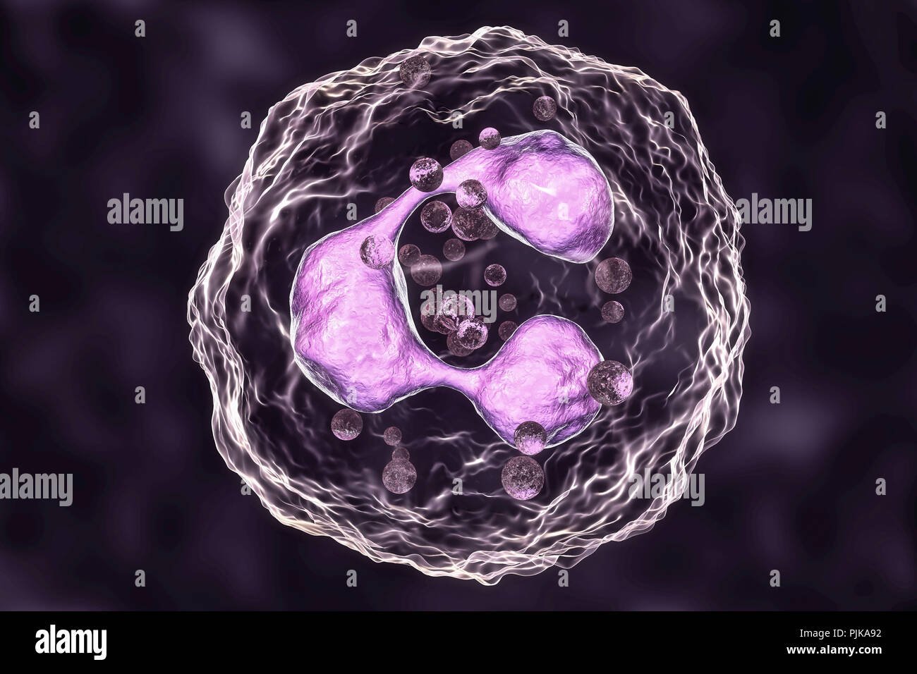 The role of neutrophils in the immune system: an overview – how do ...