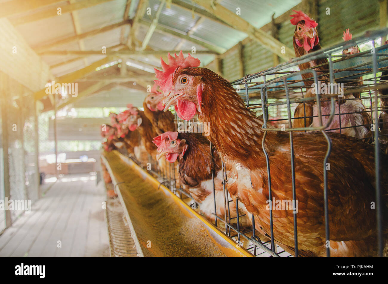 Eggs Chickens ,hens in Livestock cages industrial farm Stock Photo - Alamy