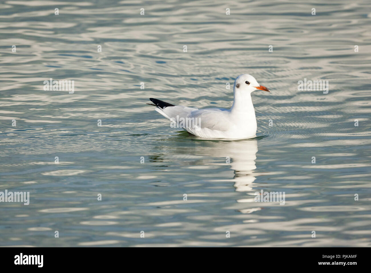 Gull swimming ocean waves hi-res stock photography and images - Alamy