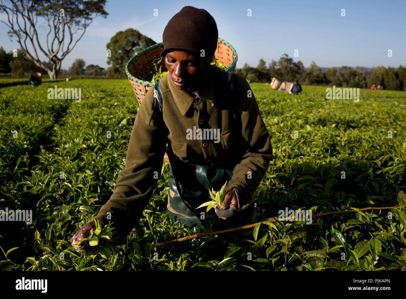 Maramba tea factory, Limuru, Kenya, February 2015 Stock Photo - Alamy
