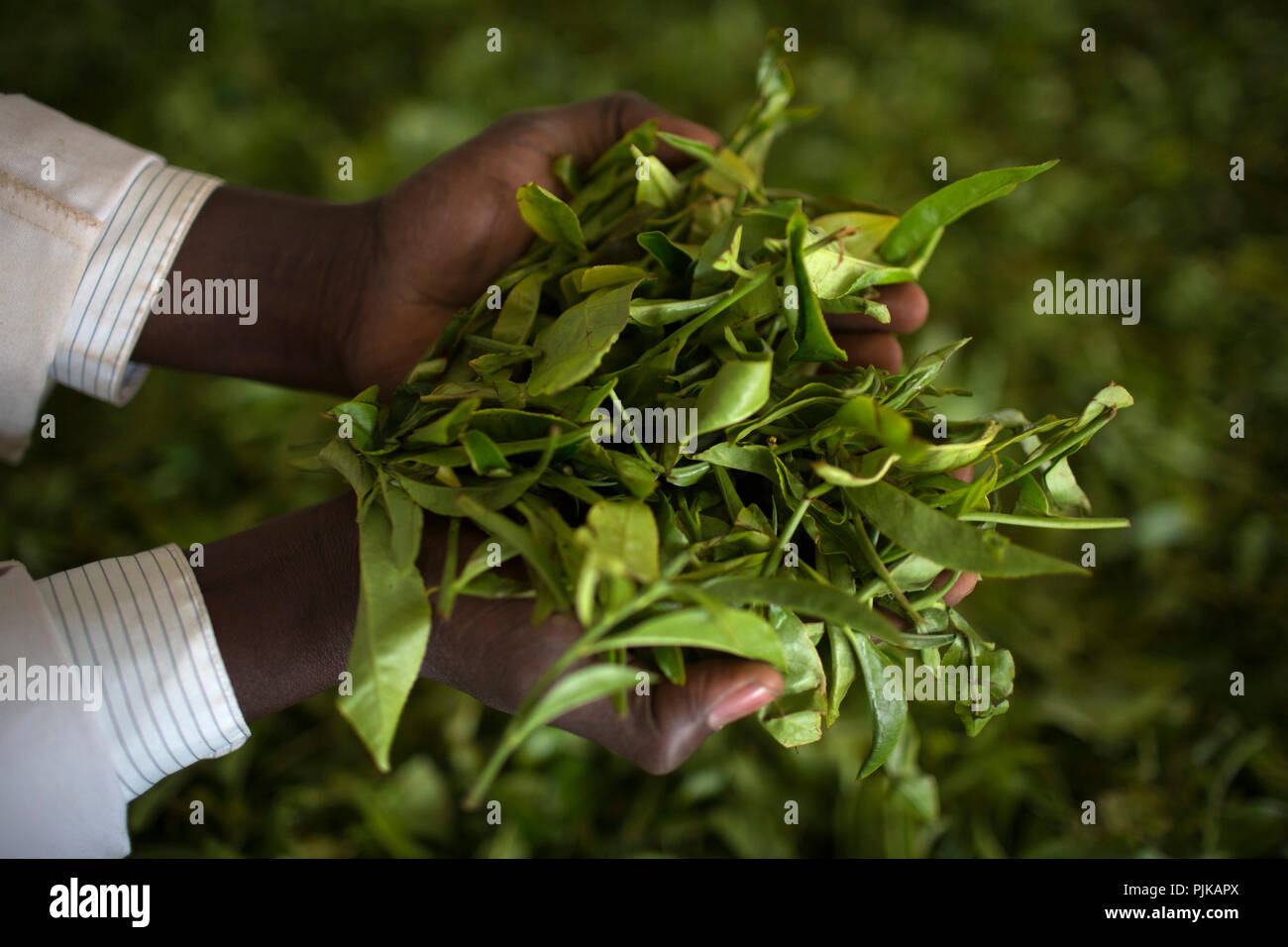 Africa kenya tea plantation limuru hi-res stock photography and images ...