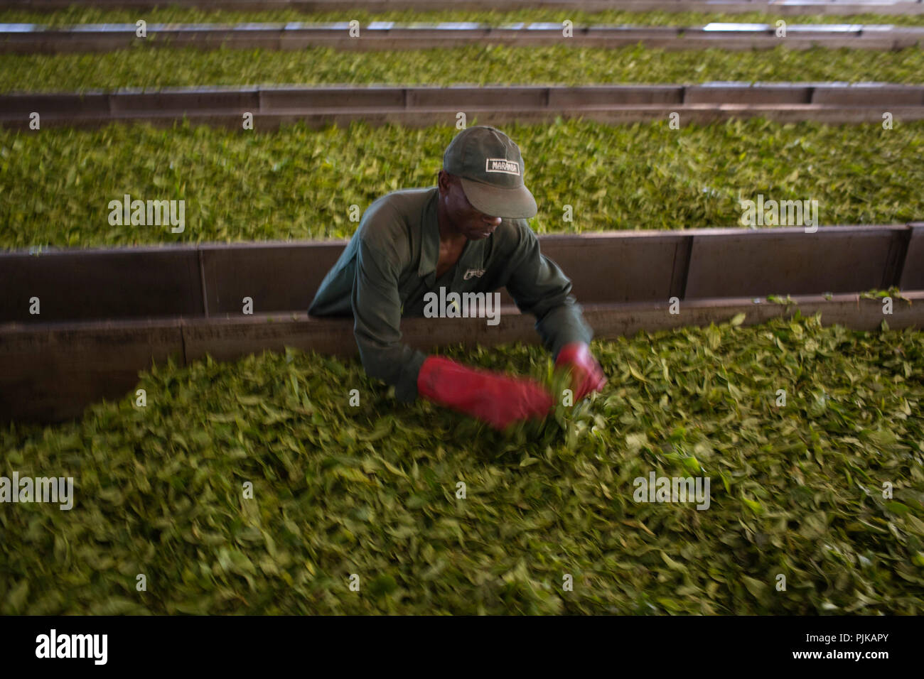 Africa Kenya Tea Plantation Limuru High Resolution Stock Photography ...