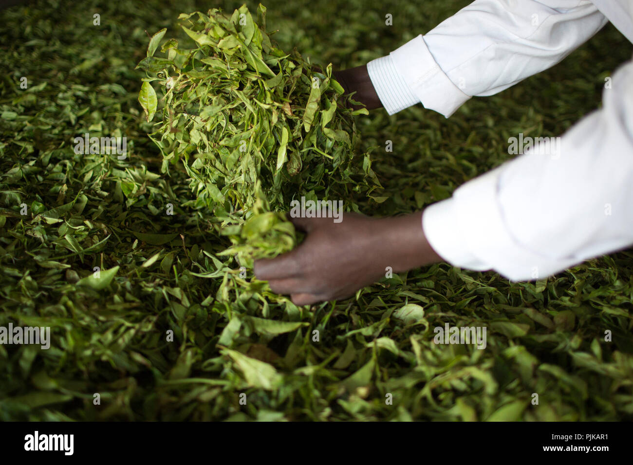 Africa Kenya Tea Plantation Limuru High Resolution Stock Photography ...