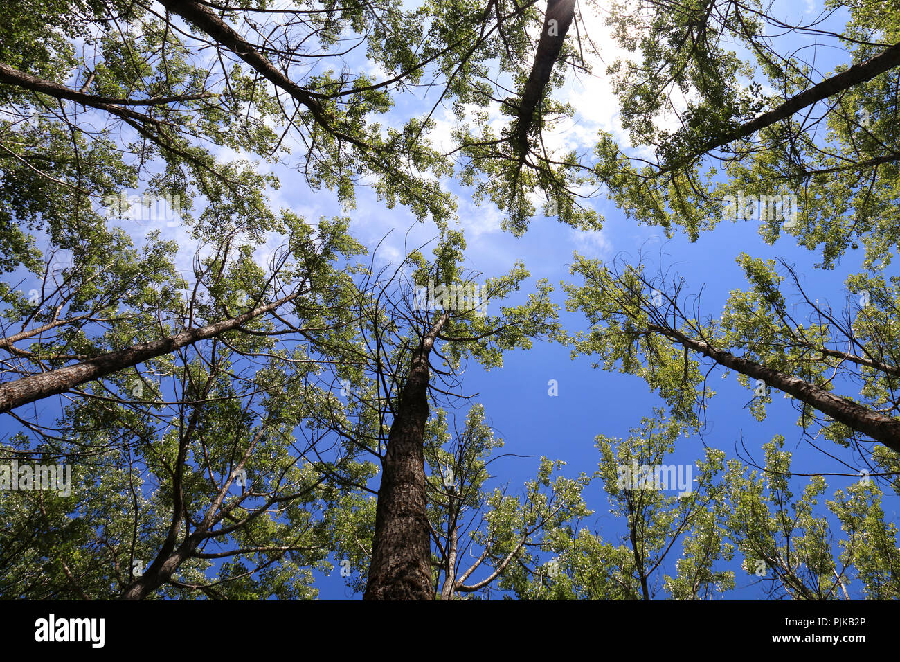 Tall trees from below hi-res stock photography and images - Alamy