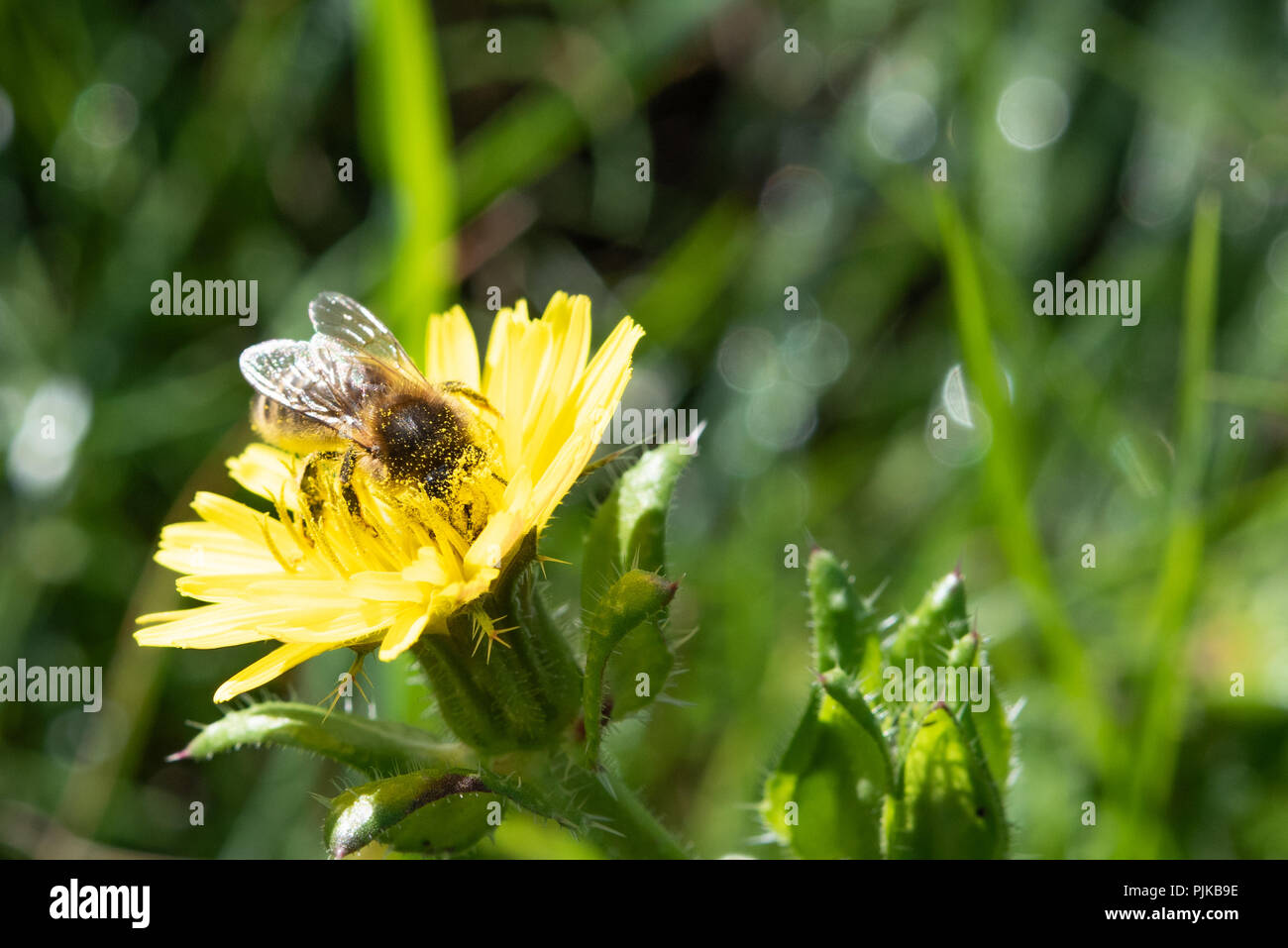 Close up bee photo hi-res stock photography and images - Alamy