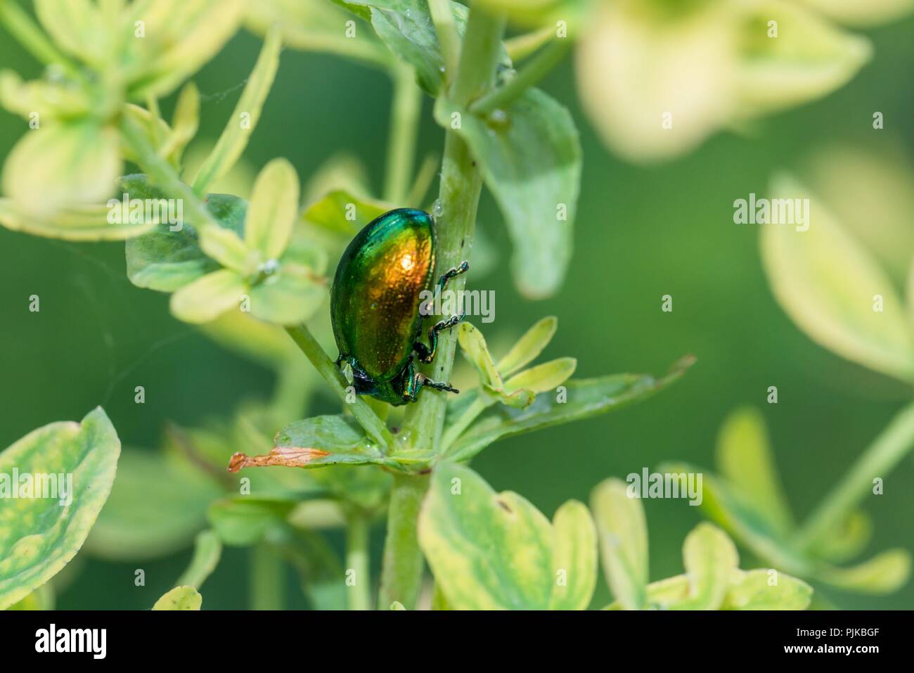 Shimmering beetle with drops of water on its back Stock Photo - Alamy