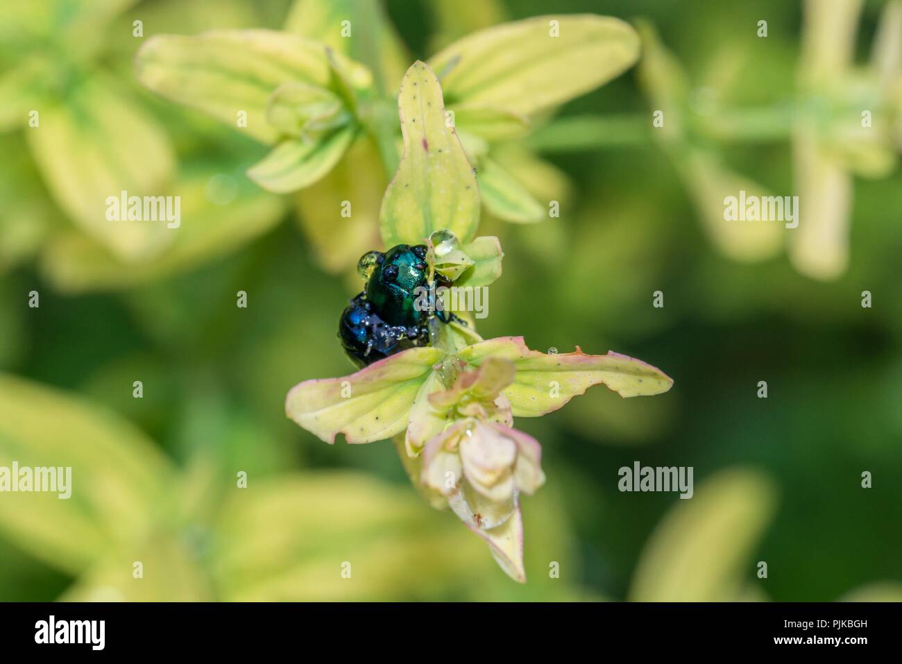 Shimmering beetle with drops of water on its back Stock Photo - Alamy