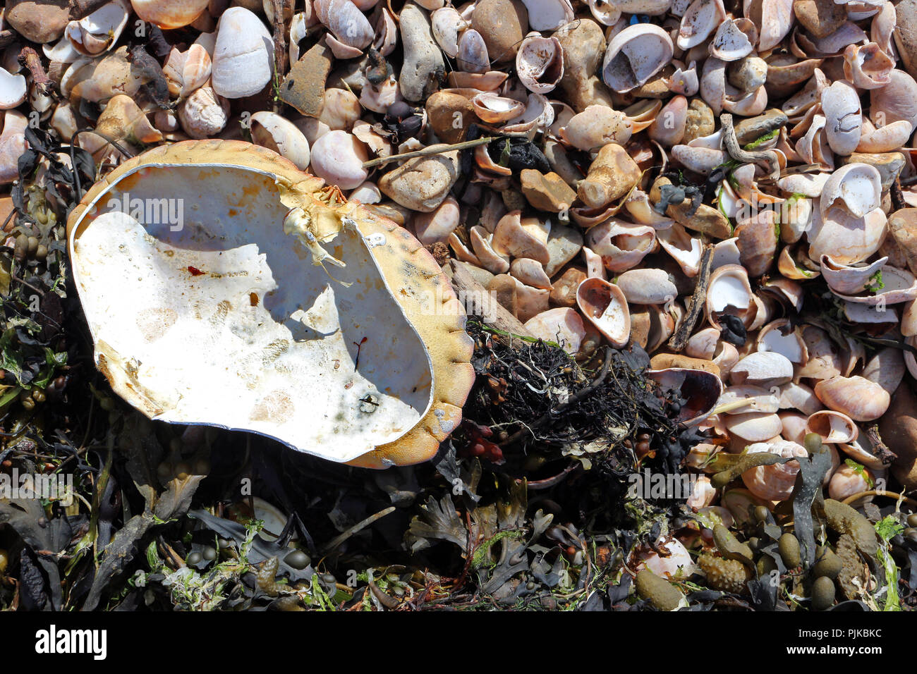 Crab shell on a beach Stock Photo - Alamy