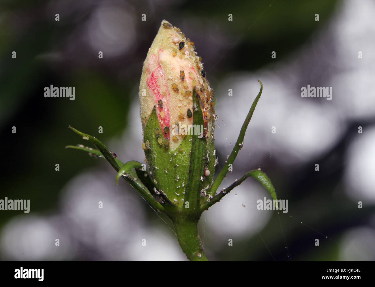 Hibiscus flower with insects Stock Photo - Alamy