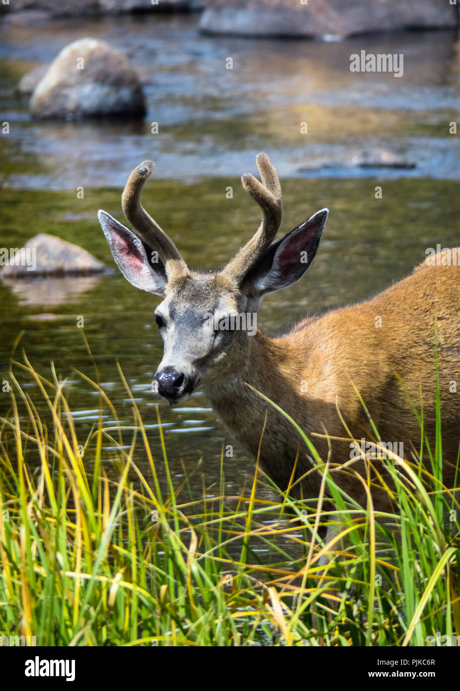 Deer Drinking Water From Stream