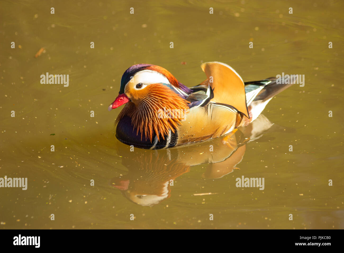 Duck ponds hi-res stock photography and images - Alamy