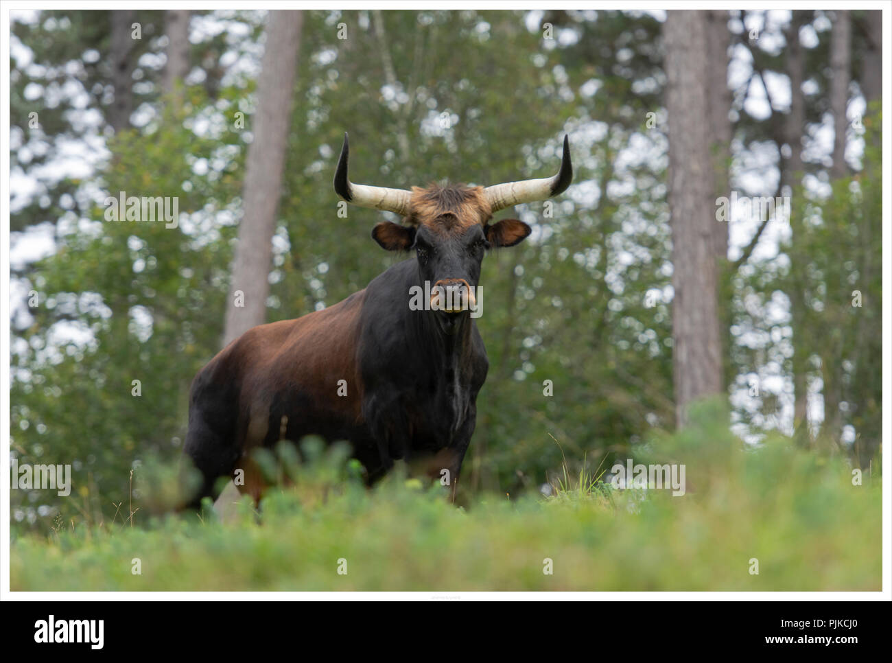 Lascaux bull hi-res stock photography and images - Alamy
