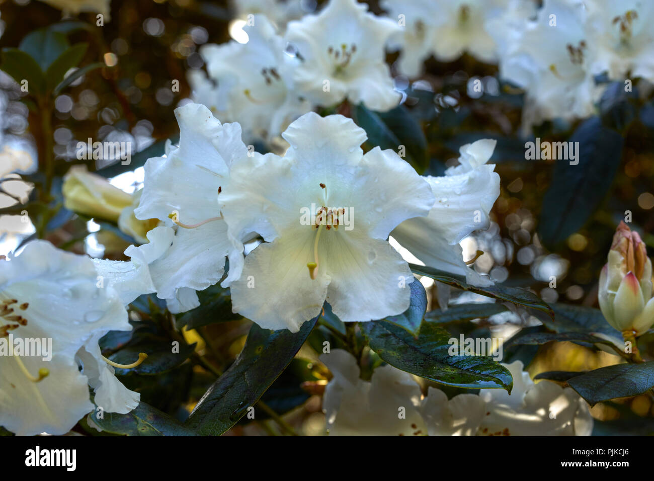 Mature rhododendron hi-res stock photography and images - Alamy