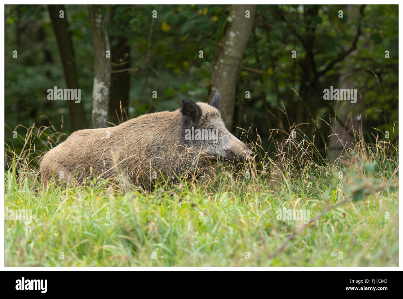 Hungry wild boar hi-res stock photography and images - Alamy