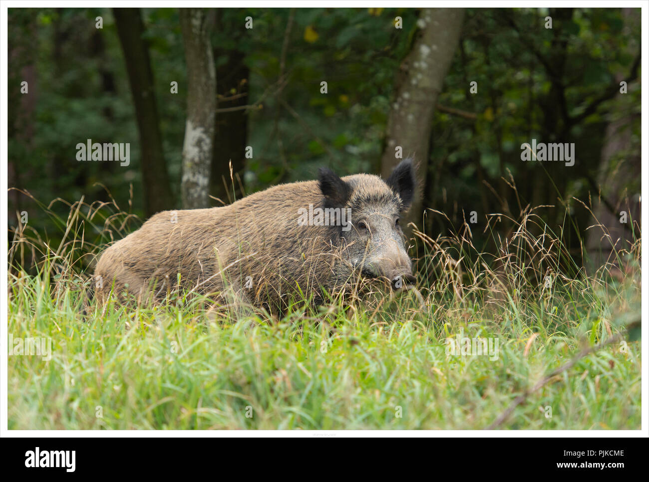 Wild hog damage hi-res stock photography and images - Alamy