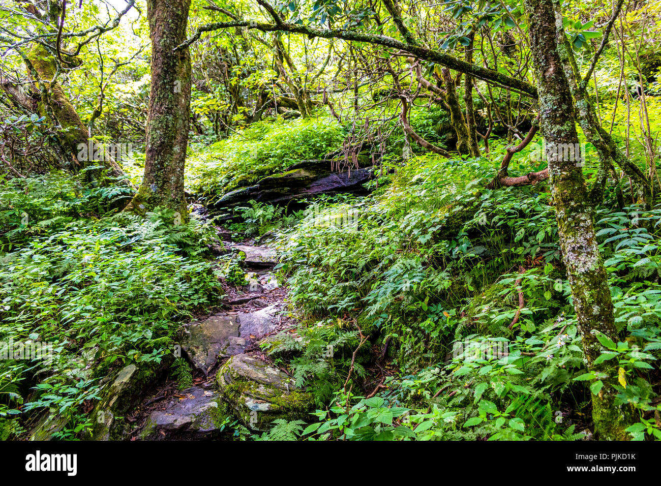 Path Through Mountain Ferns in the Blue Ridge Mountains Stock Photo - Alamy