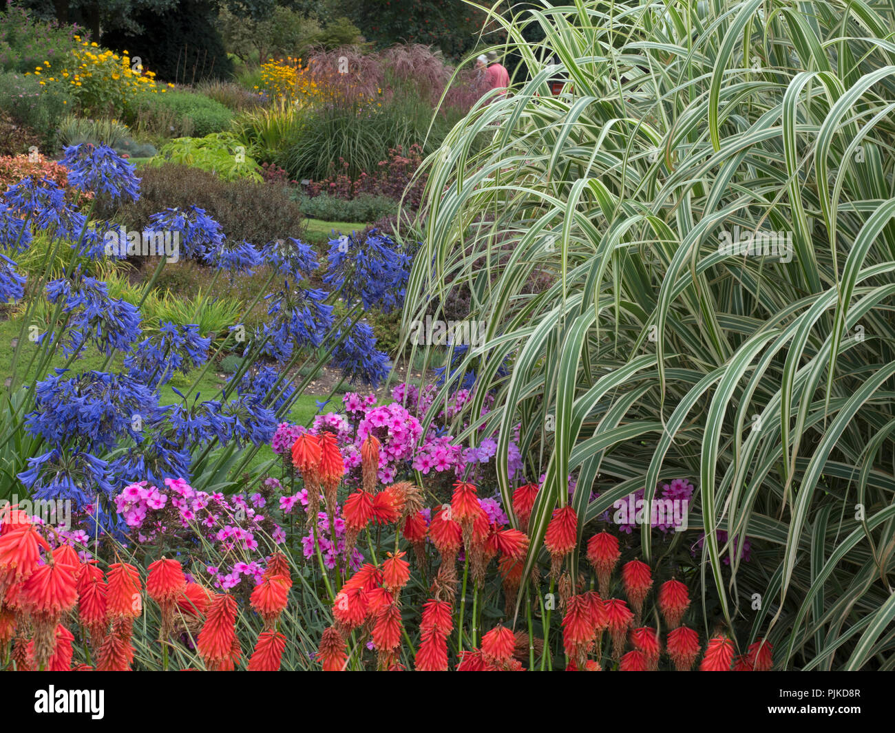 Colourful late summer garden flower border Stock Photo - Alamy