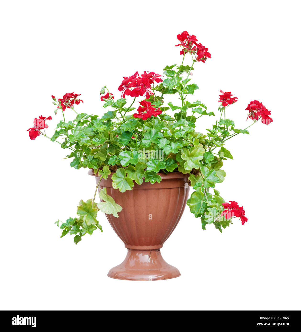 Red and white geranium hi-res stock photography and images - Alamy
