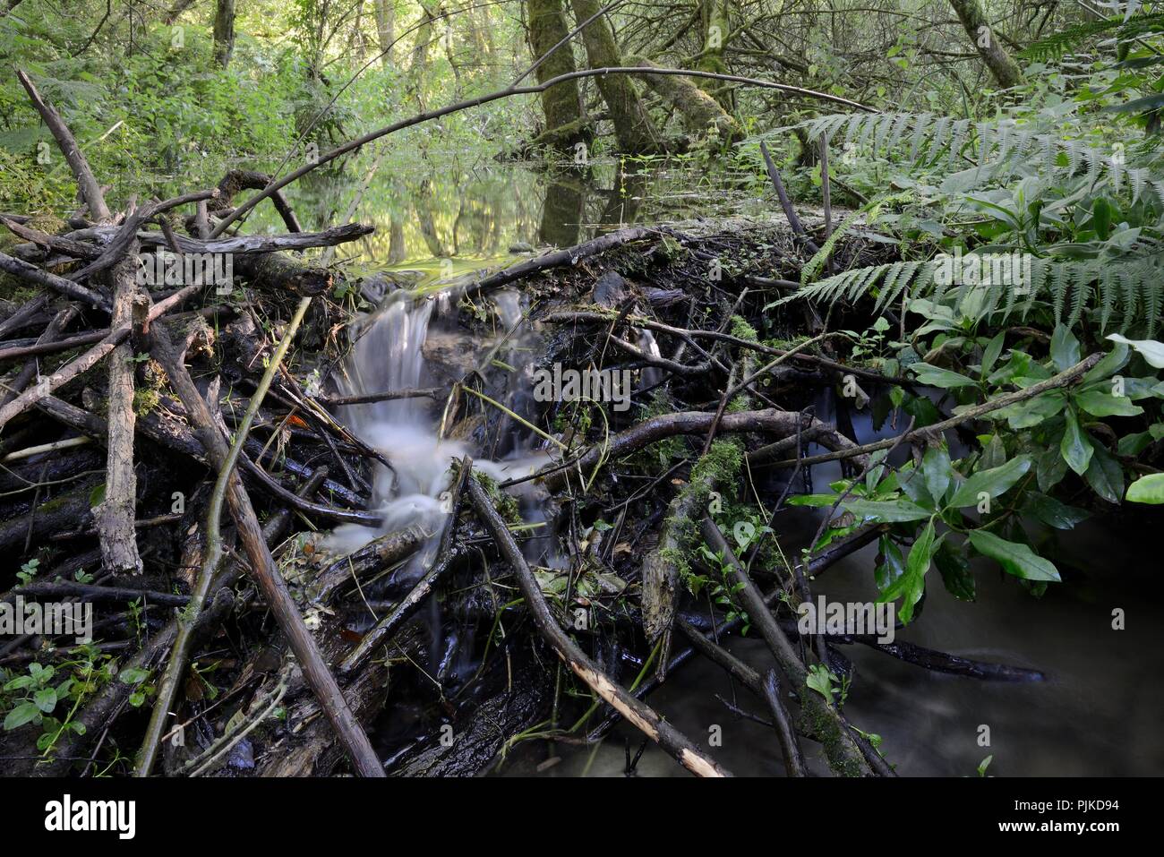 Dam of cut, gnawed logs and umbel stems built by Eurasian beavers ...