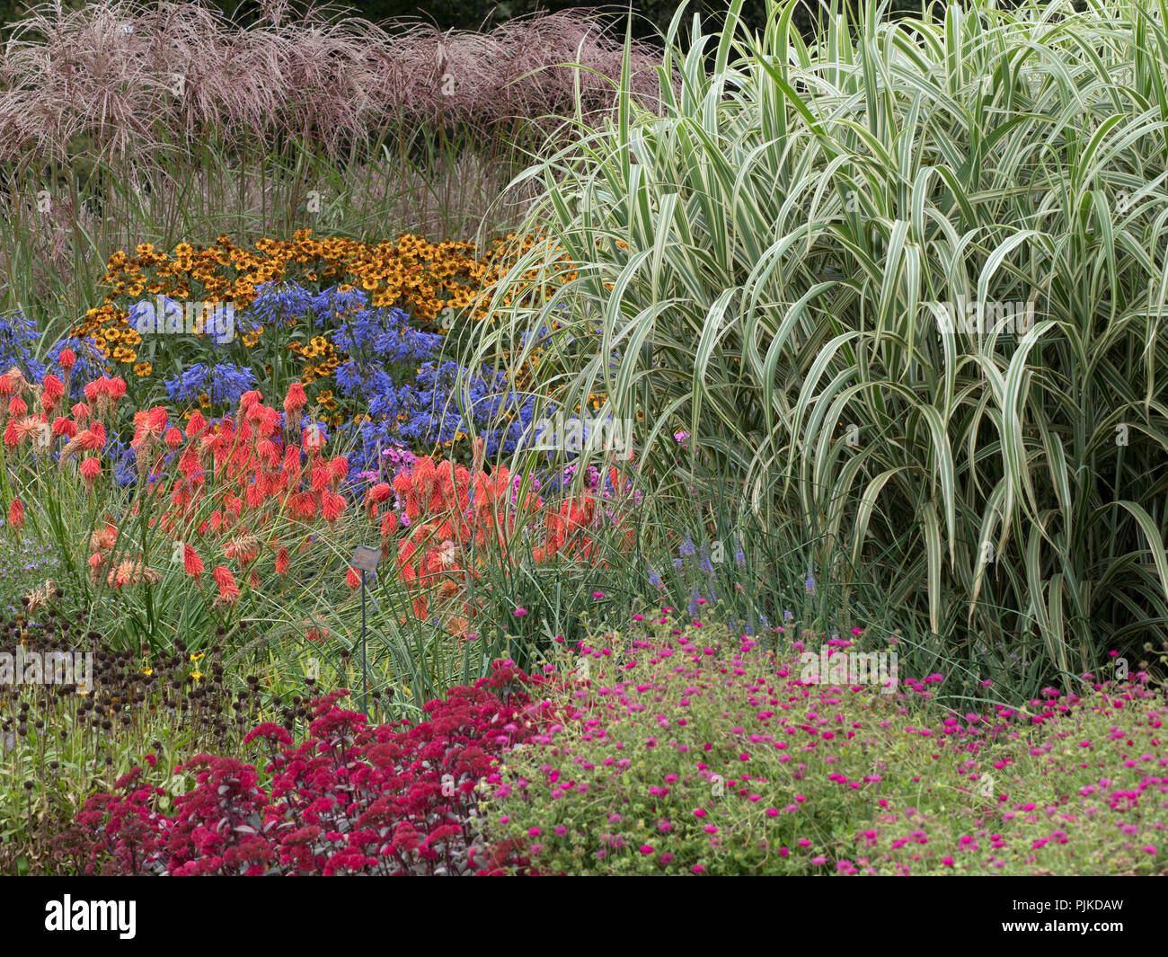 Colourful late summer garden flower border Stock Photo - Alamy