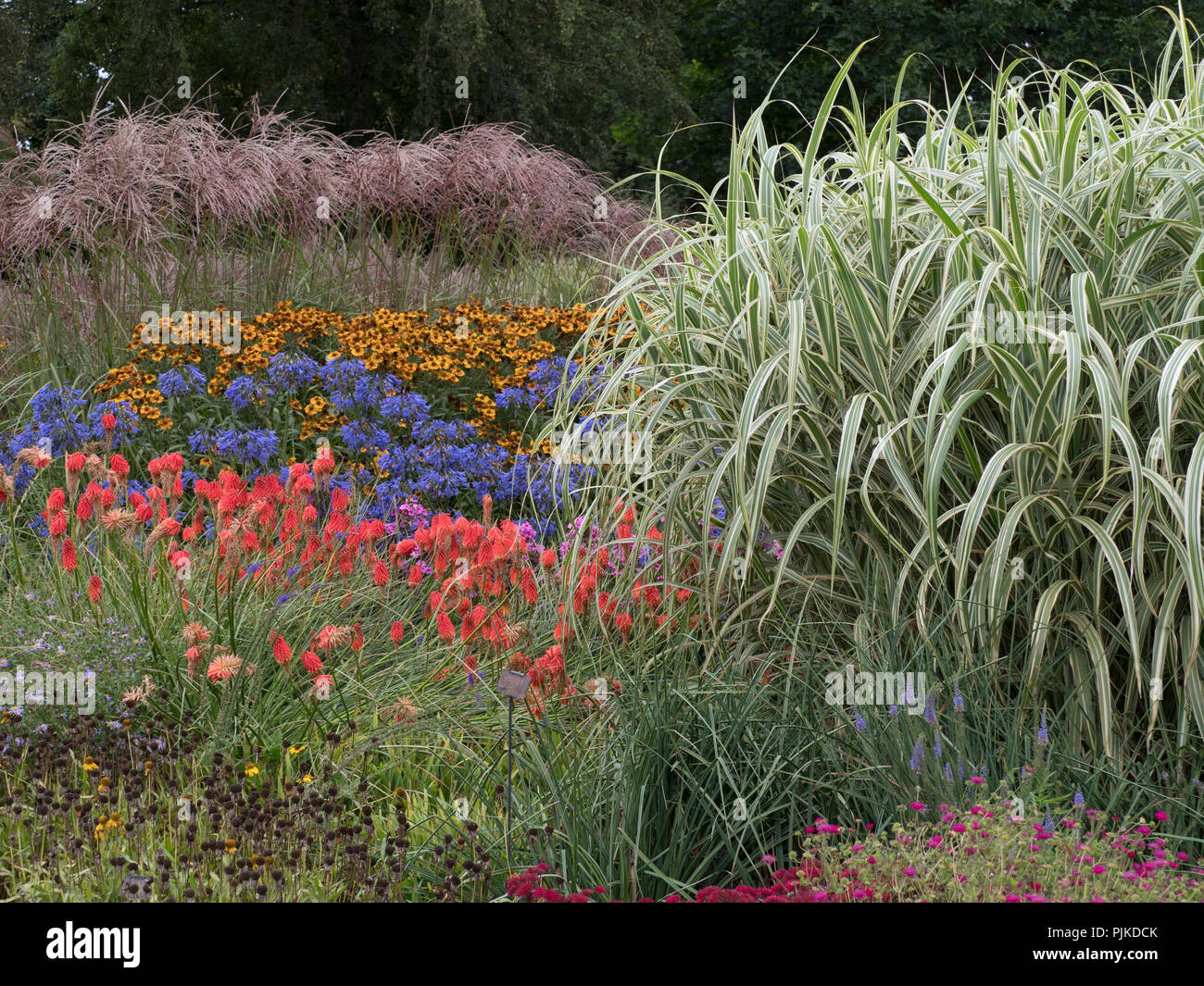 Colourful late summer garden flower border Stock Photo - Alamy