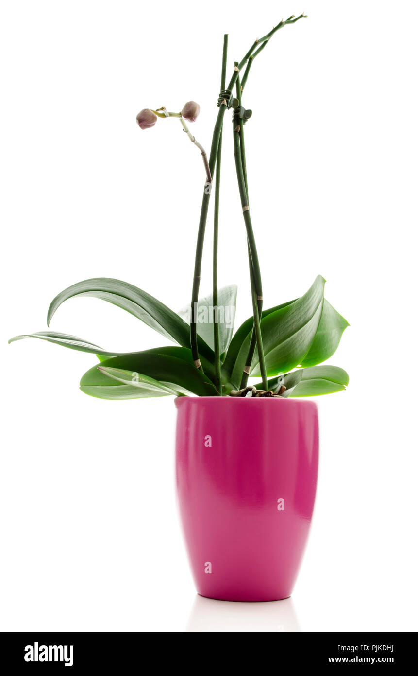 Whole Orchid in a pink pot with undeveloped buds which have not yet ...