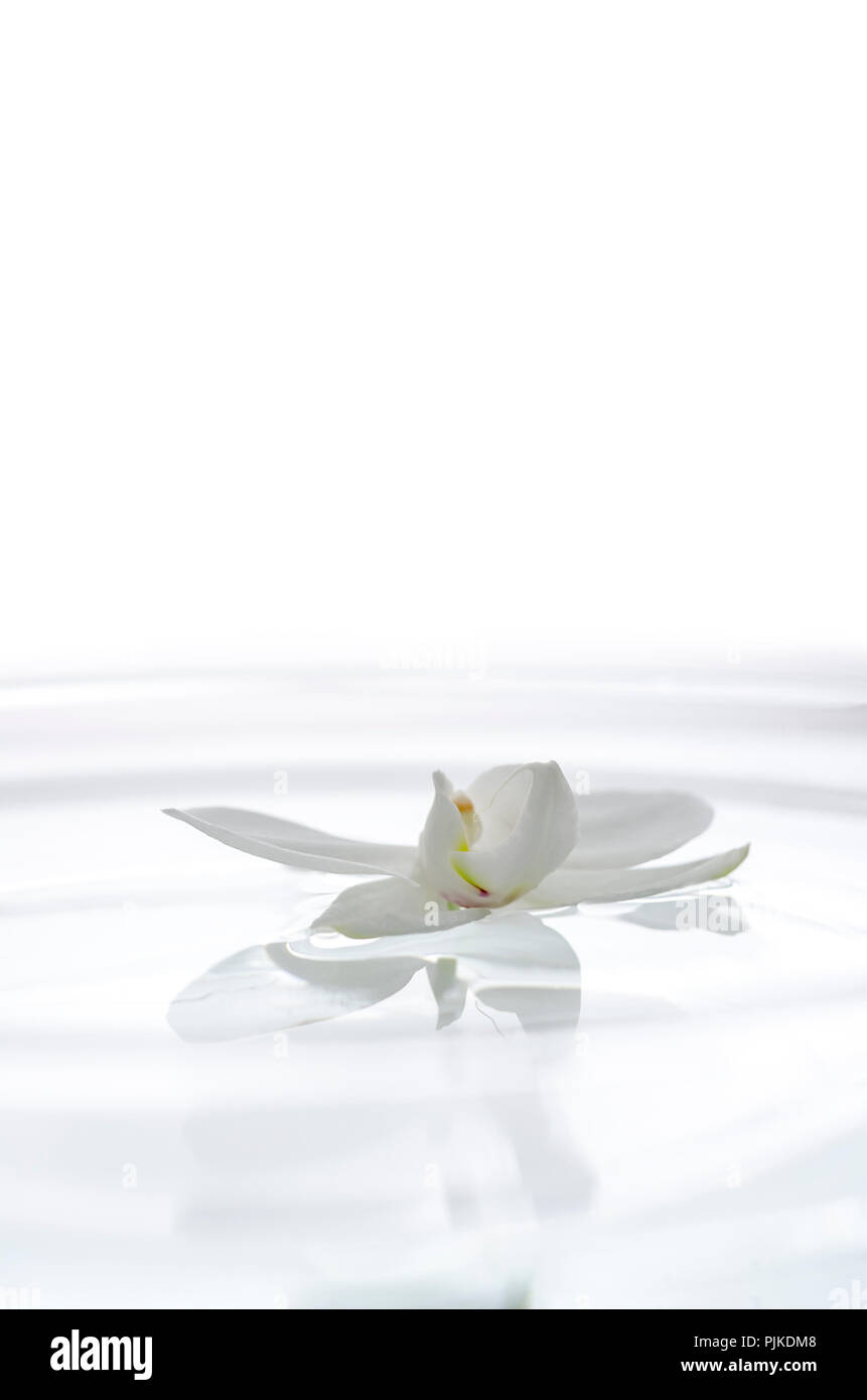 White orchid flower floating on the water. With copyspace Stock Photo ...