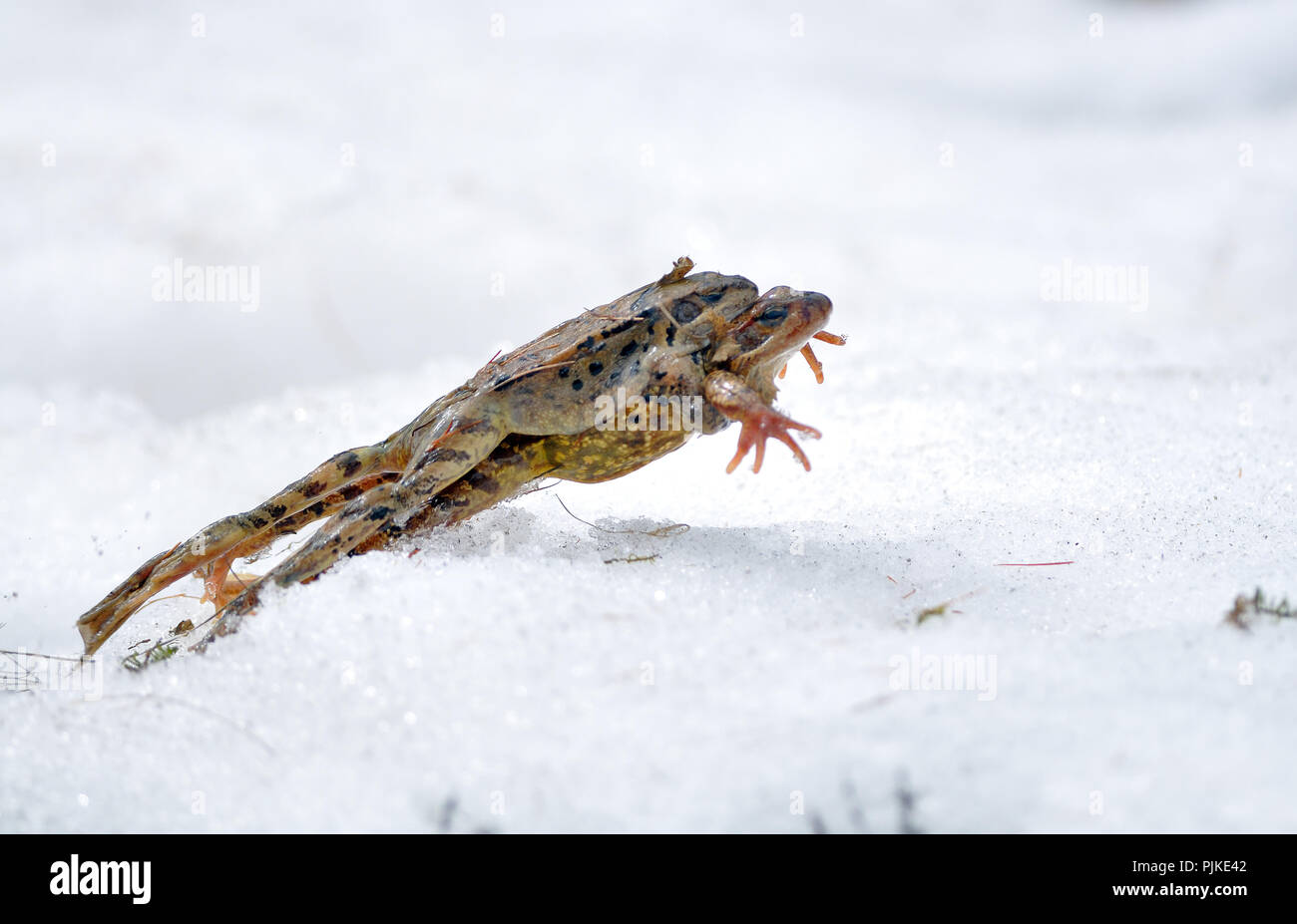 Frogs of switzerland hi-res stock photography and images - Alamy