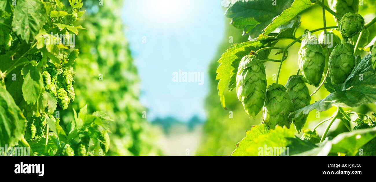 Hops, hop field, blue sky and sun, banner Stock Photo - Alamy