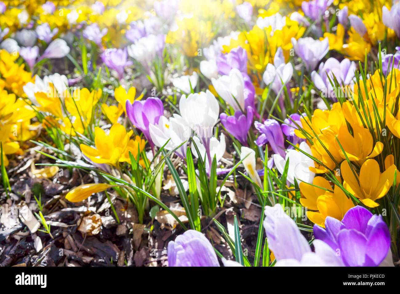 Crocus meadow in the sunshine Stock Photo - Alamy