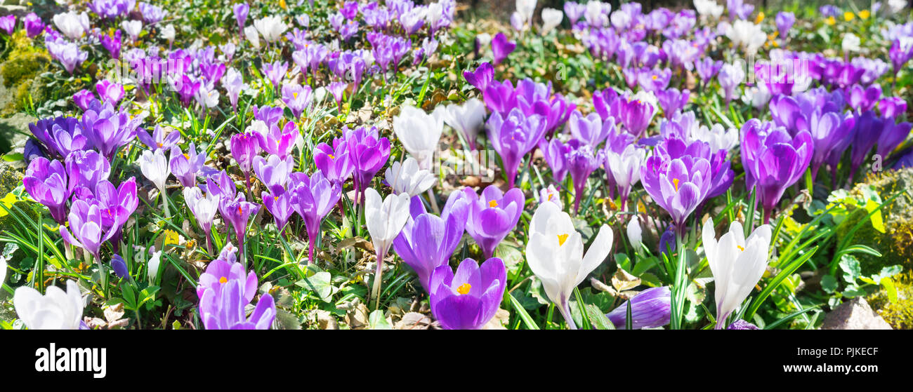 Colorful crocus meadow, banner Stock Photo - Alamy