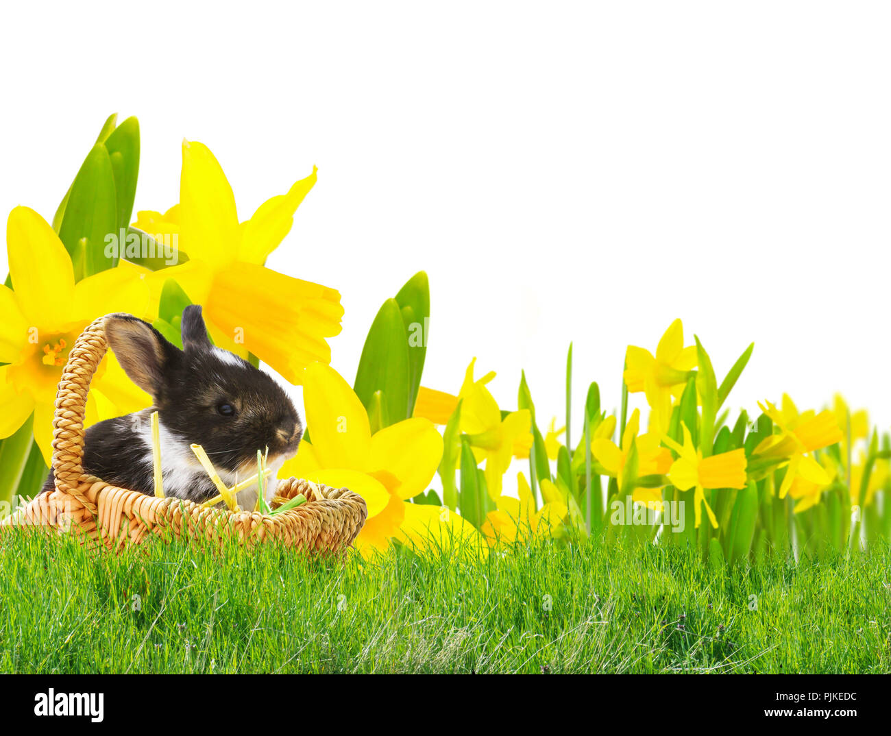 Easter bunny on easter meadow with daffodils hi-res stock photography ...