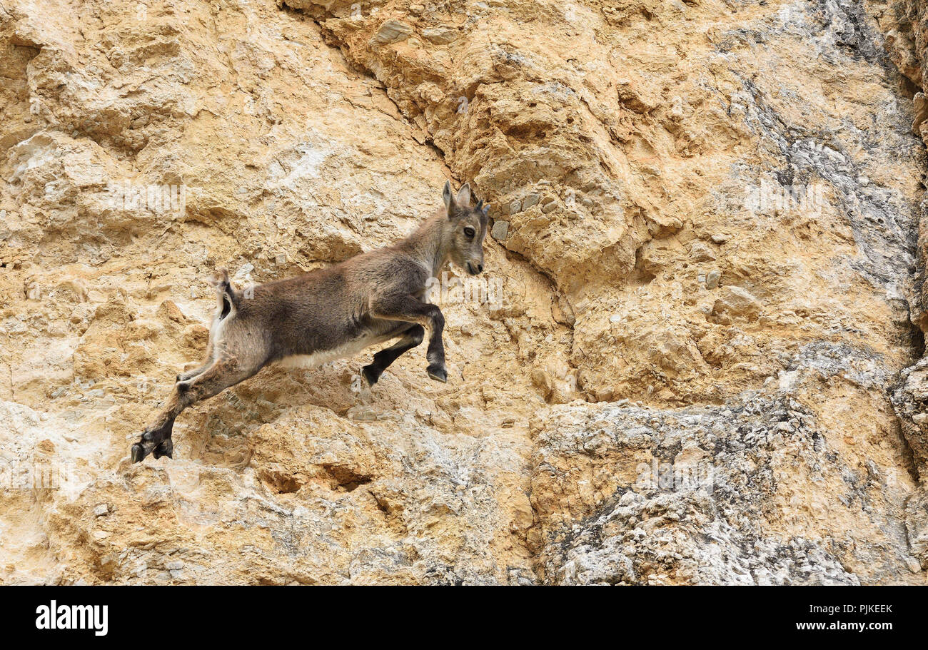Mountain Goat Jumping