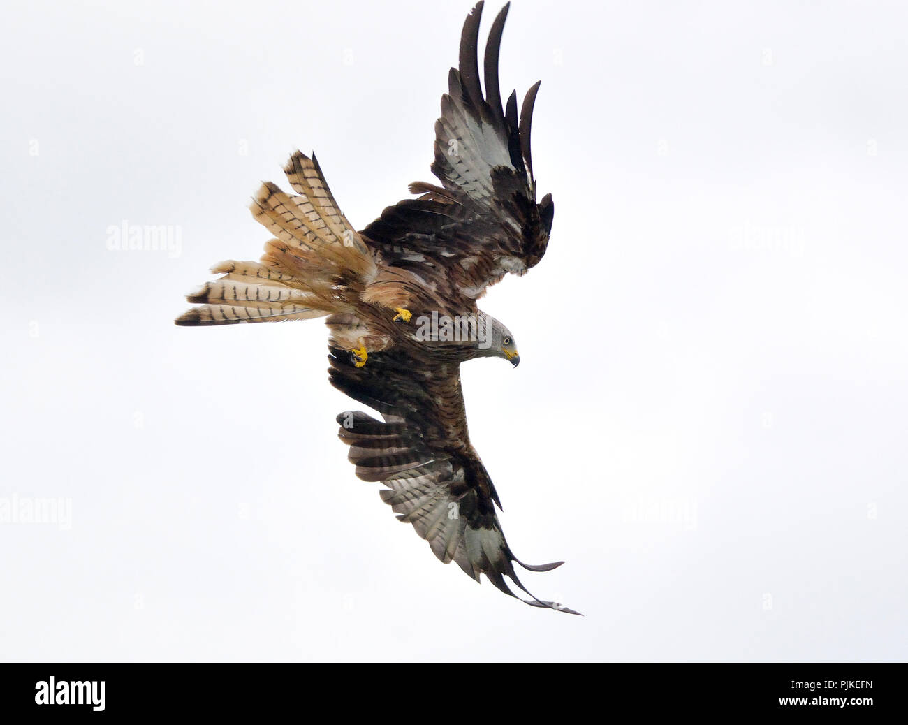 Red kite feather hi-res stock photography and images - Alamy