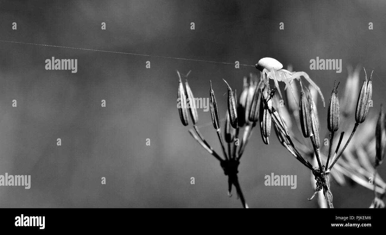 Spider web grass Black and White Stock Photos & Images - Alamy