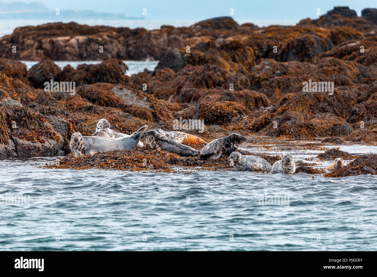 Isle of lunga seals hi-res stock photography and images - Alamy