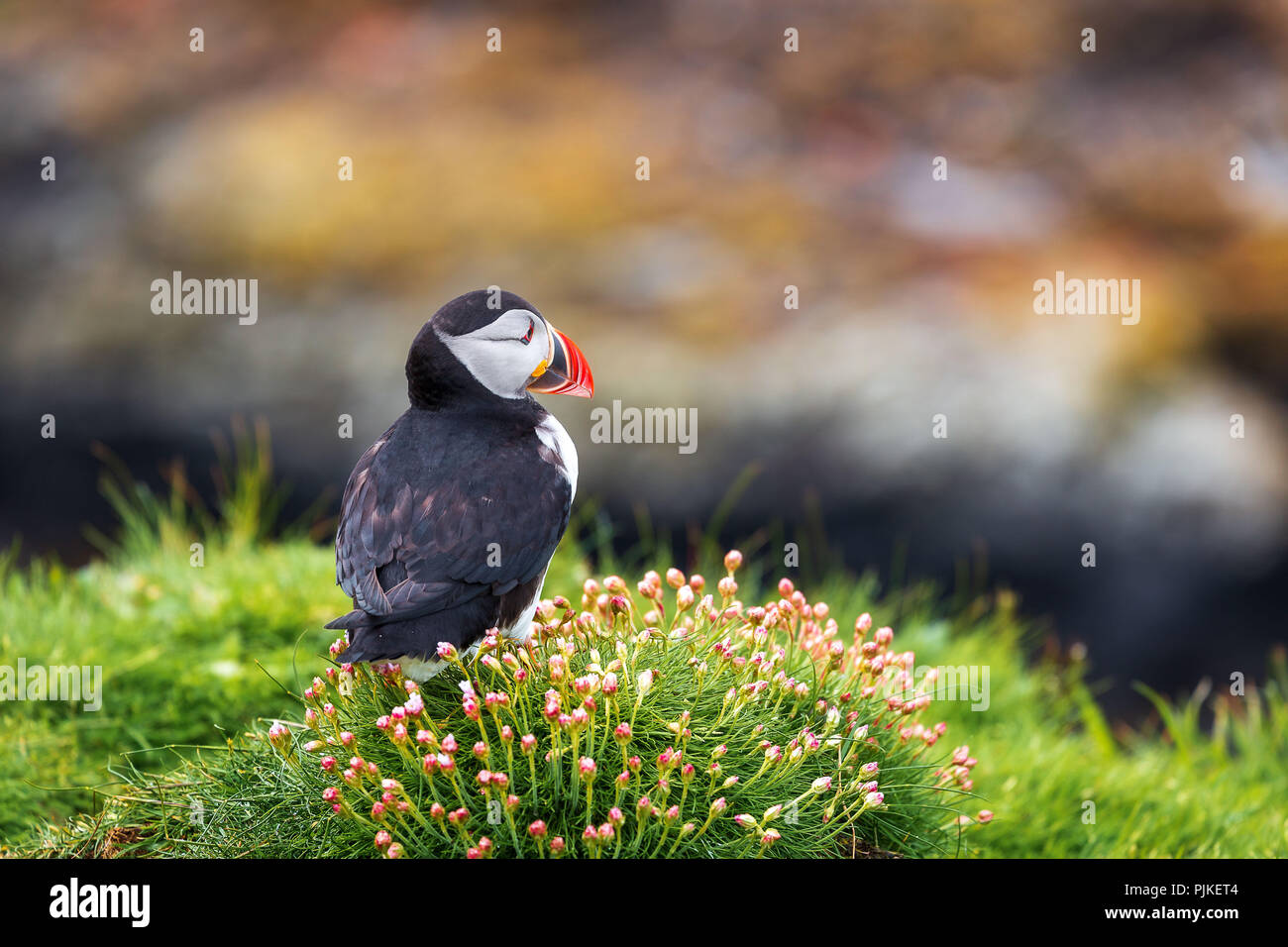 Puffin colony on Lunga Island Stock Photo - Alamy