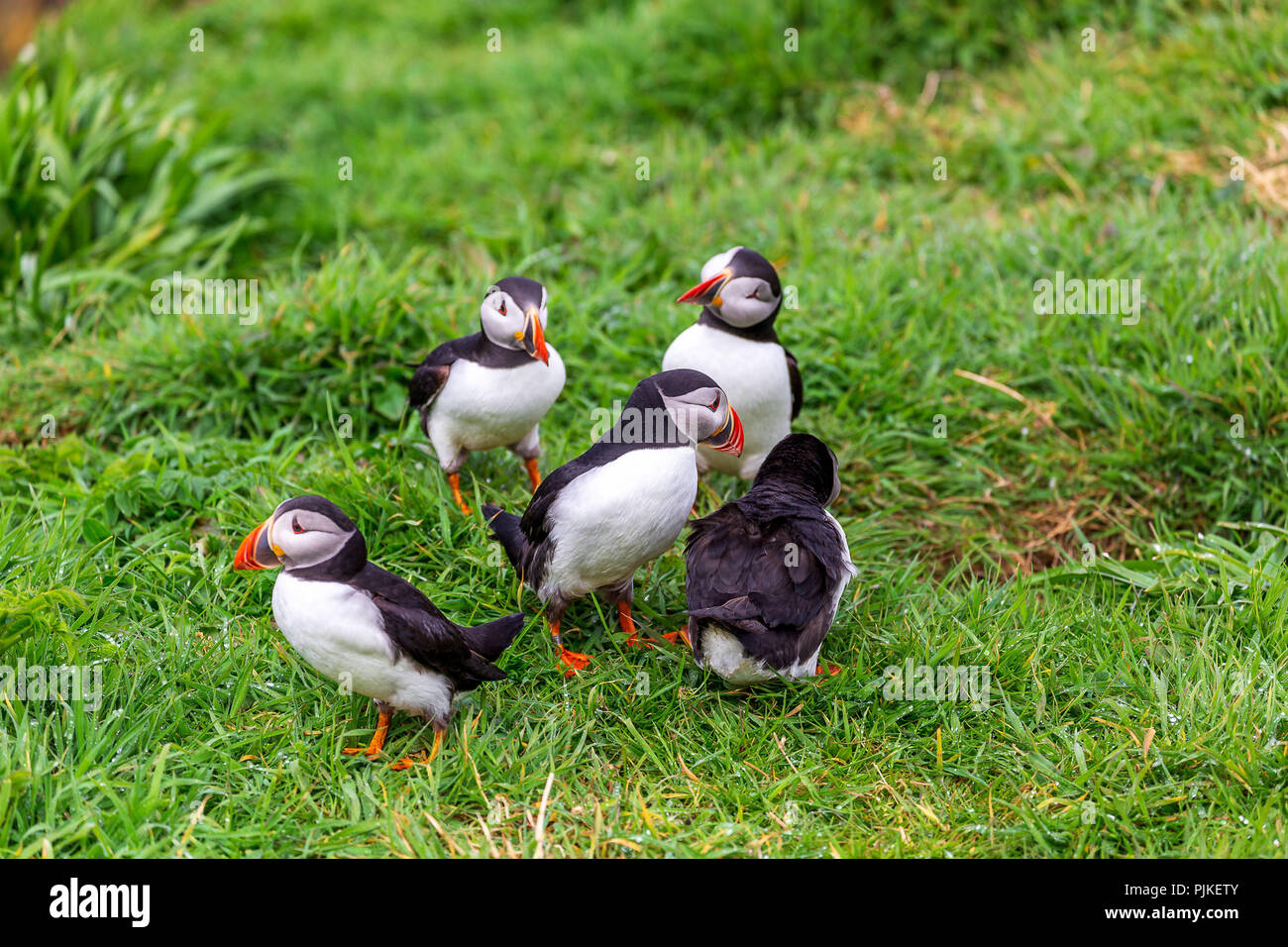 Lunga puffin hi-res stock photography and images - Alamy