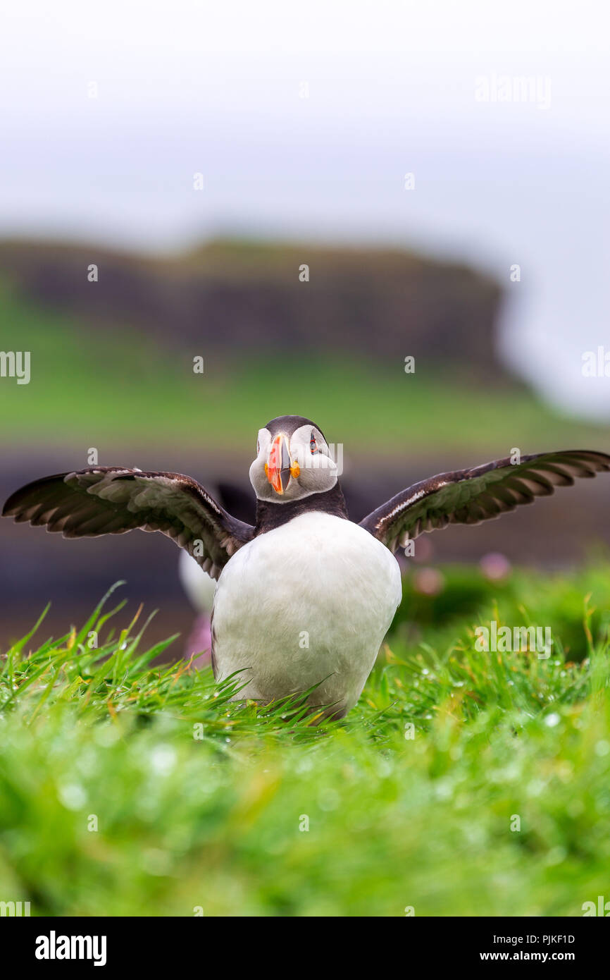 Puffin colony on Lunga Island Stock Photo - Alamy