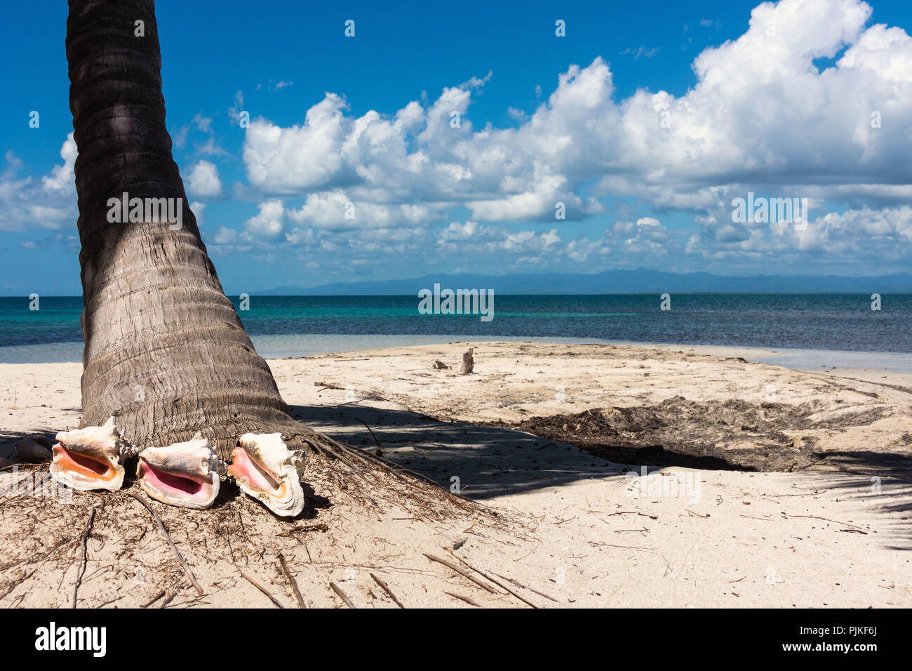 Seeing shells hi-res stock photography and images - Alamy